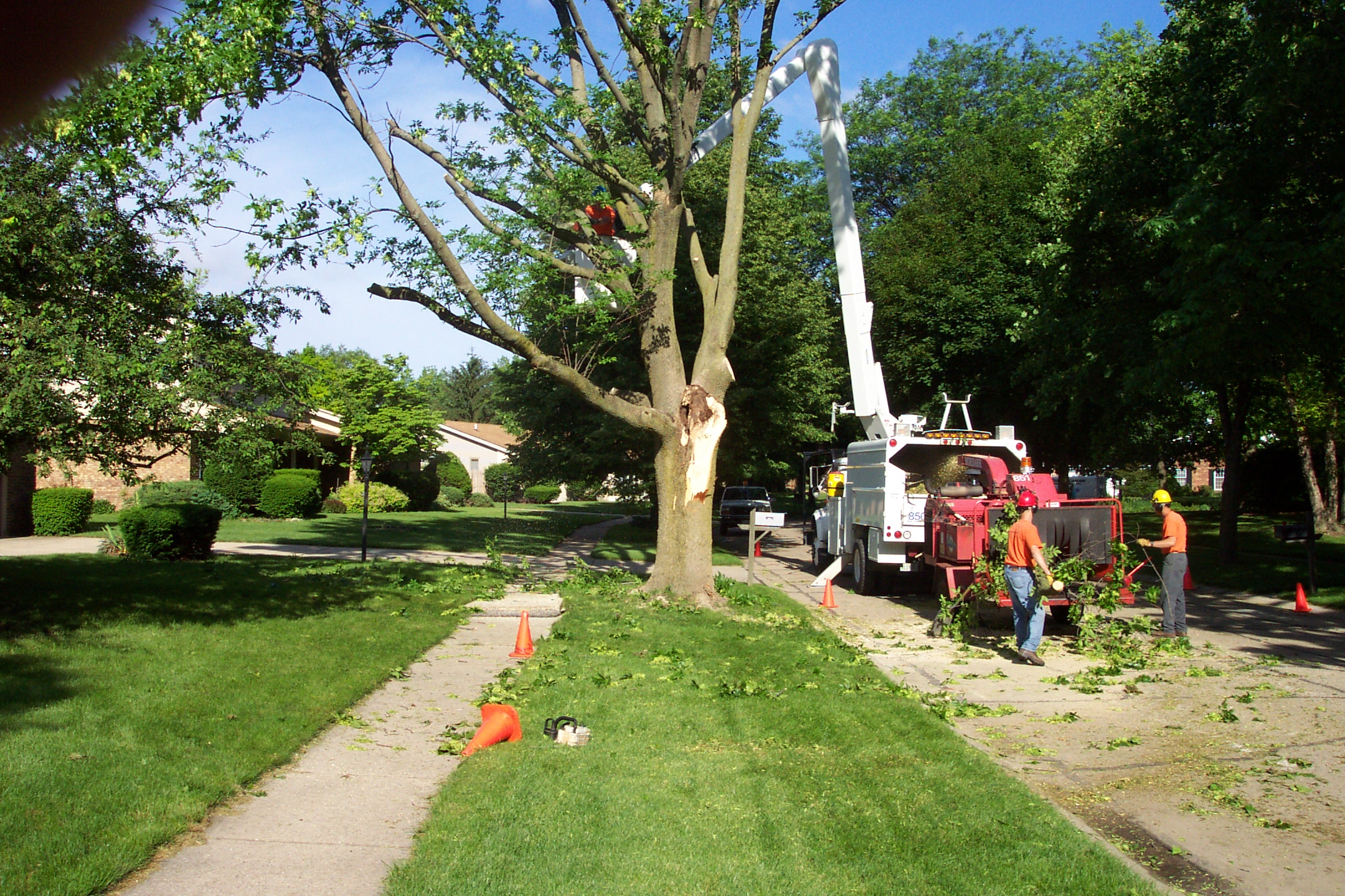 Tree Removal
